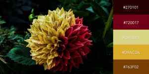 Palette de couleur : 50 superbes associations de couleurs