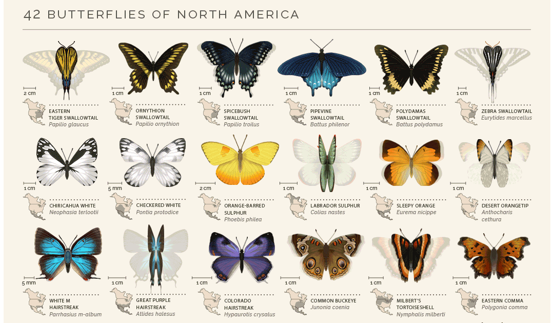 25 Different Types Of Butterflies