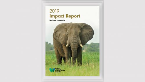 How to Create an Amazing Report Cover Page Design [Plus Templates]