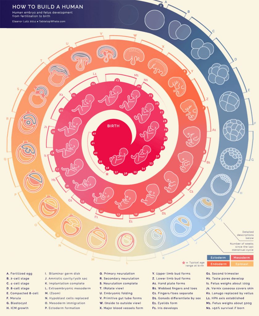 23 Stunning Interactive & Animated Infographics [2022 Update]