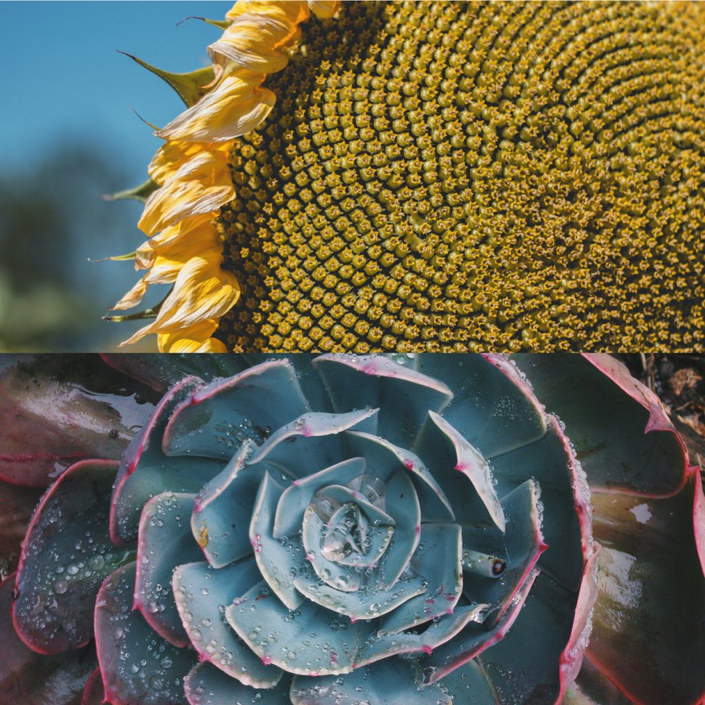 What is the Golden Ratio and How to Use it in Design