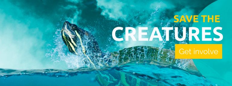 50+ Unique Banner Design Ideas to Inspire You (Categorized)