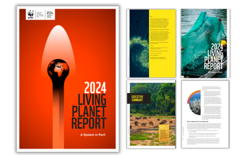 30+ Annual Report Design Examples & Templates (2025)